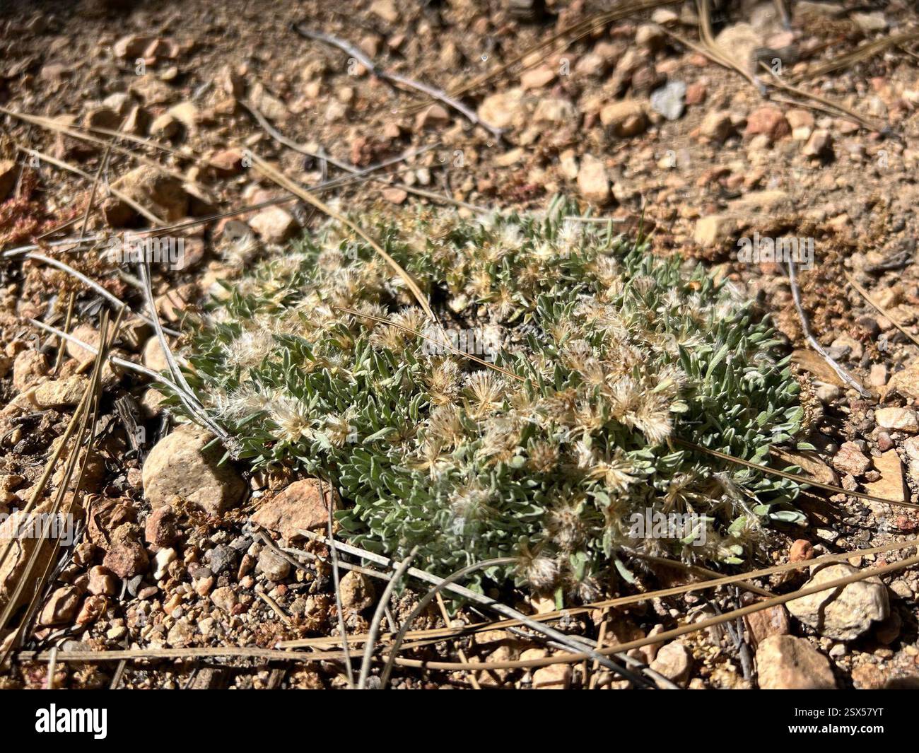 Low Pussytoes (Antennaria dimorpha), Plantae, Big Bear Lake, CA, USA ...