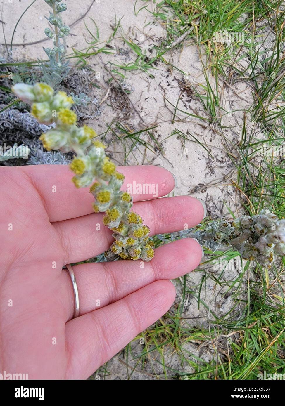 coastal sagewort (Artemisia pycnocephala), Plantae, Pacific Grove, CA ...