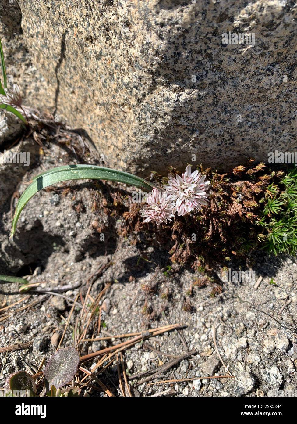 Subalpine Onion (Allium obtusum), Plantae, Tahoe National Forest ...