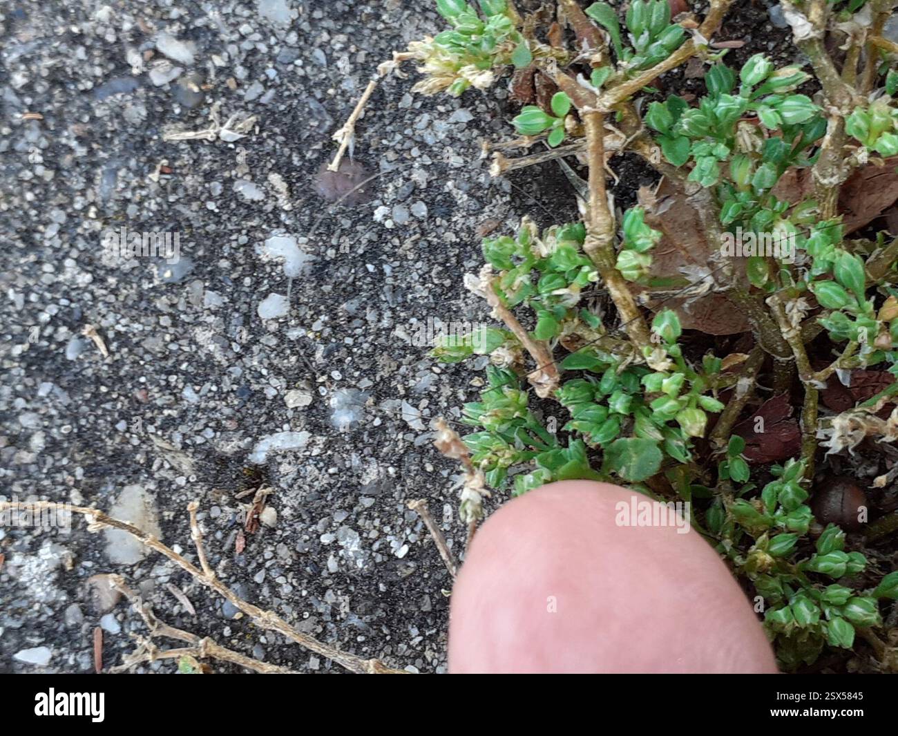 fourleaf manyseed (Polycarpon tetraphyllum), Plantae, 33120 Arcachon ...