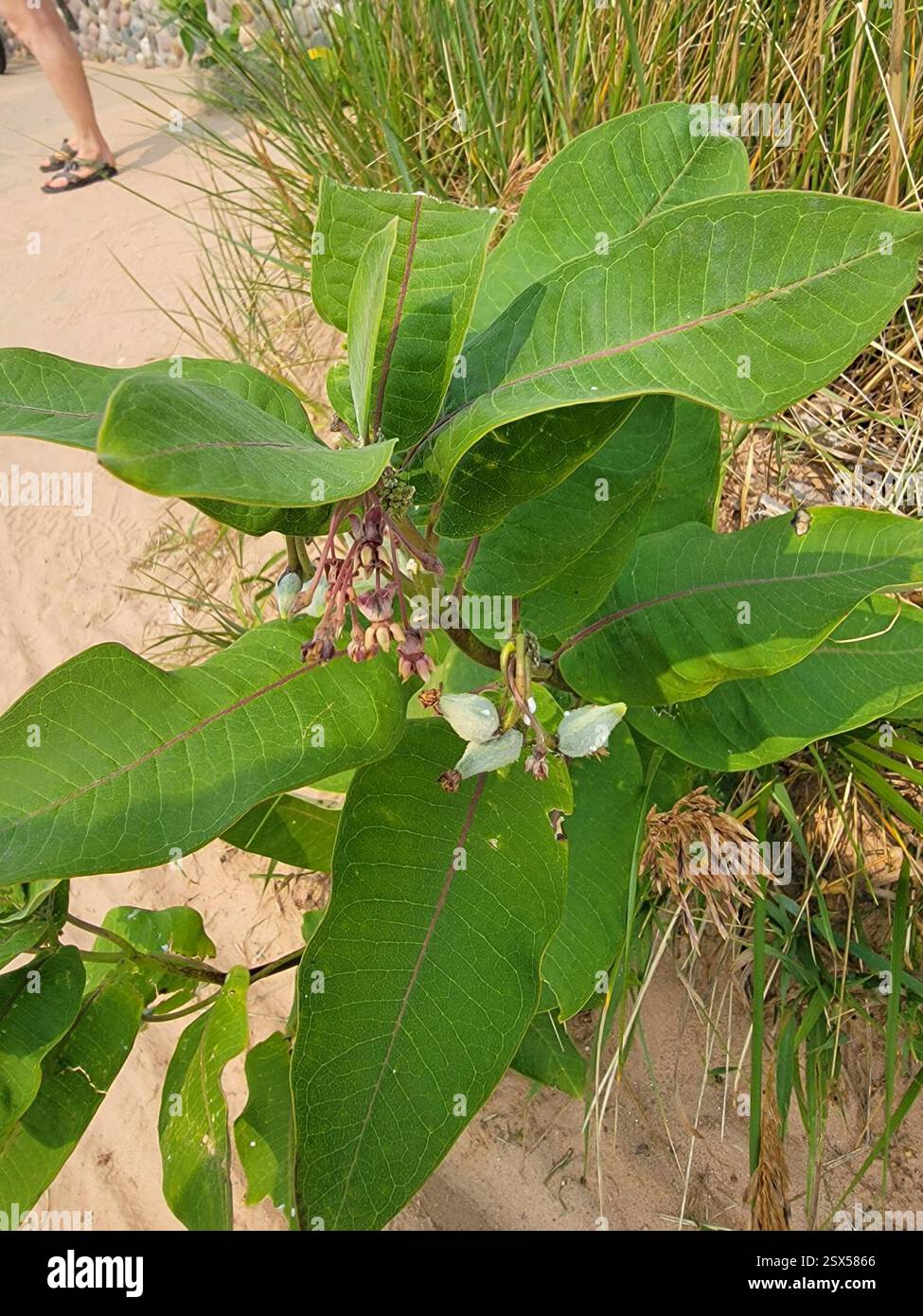 common milkweed (Asclepias syriaca), Plantae, Glen Arbor, MI 49636, USA ...