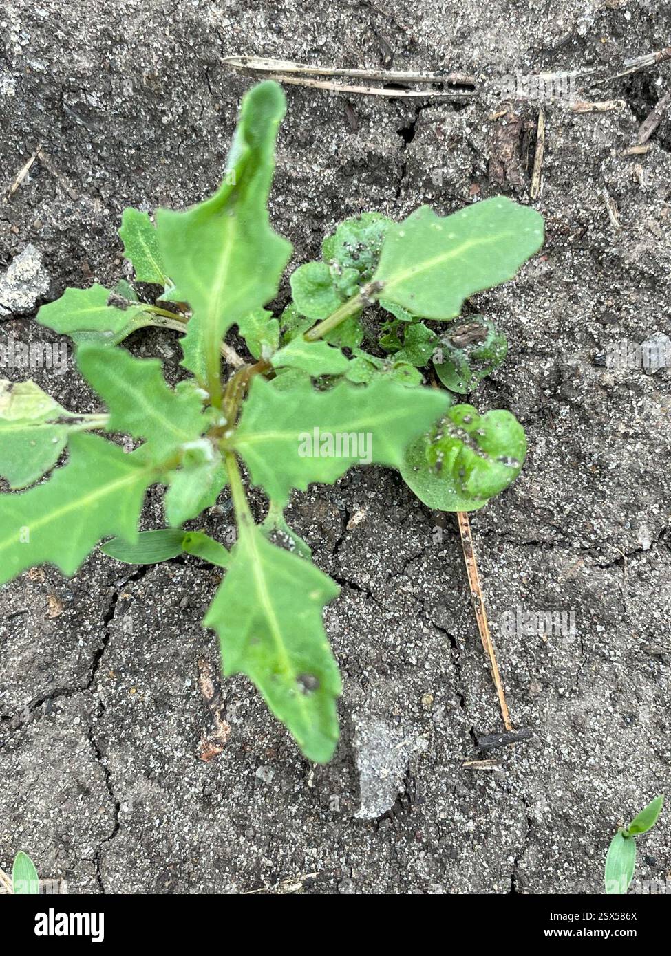 oak-leaved goosefoot (Oxybasis glauca), Plantae, Кочкуровский р-н, Респ ...