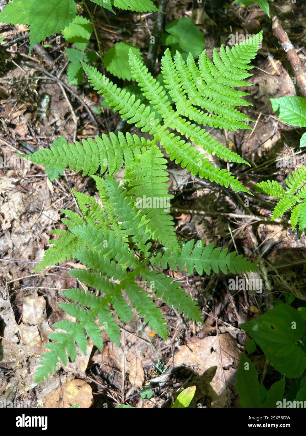 broad beech fern (Phegopteris hexagonoptera), Plantae, Nantahala ...