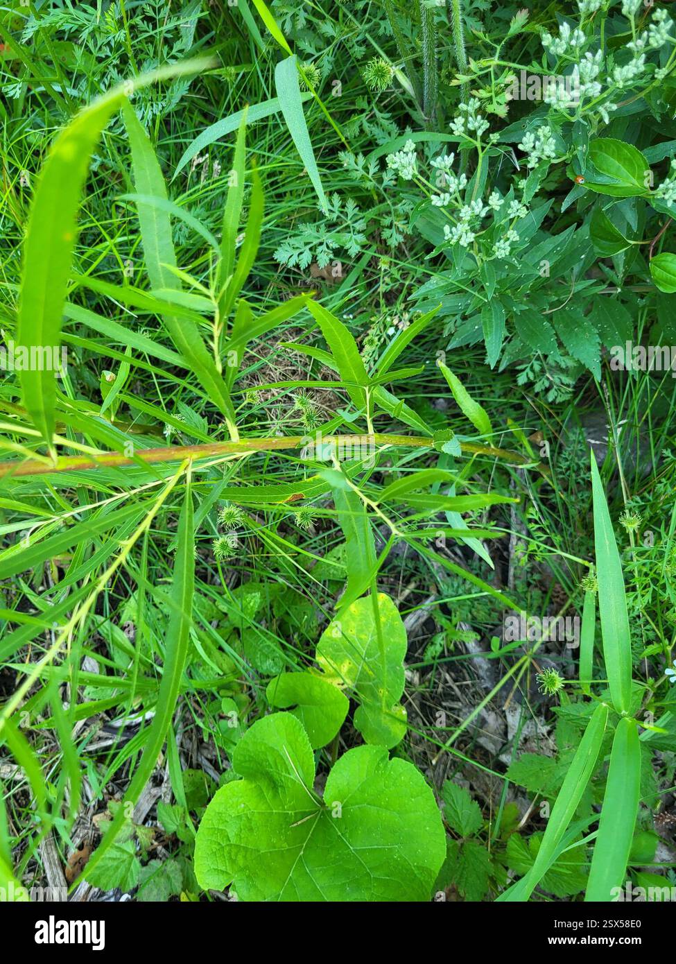 interior sandbar willow (Salix interior), Plantae, Dupage County, IL ...