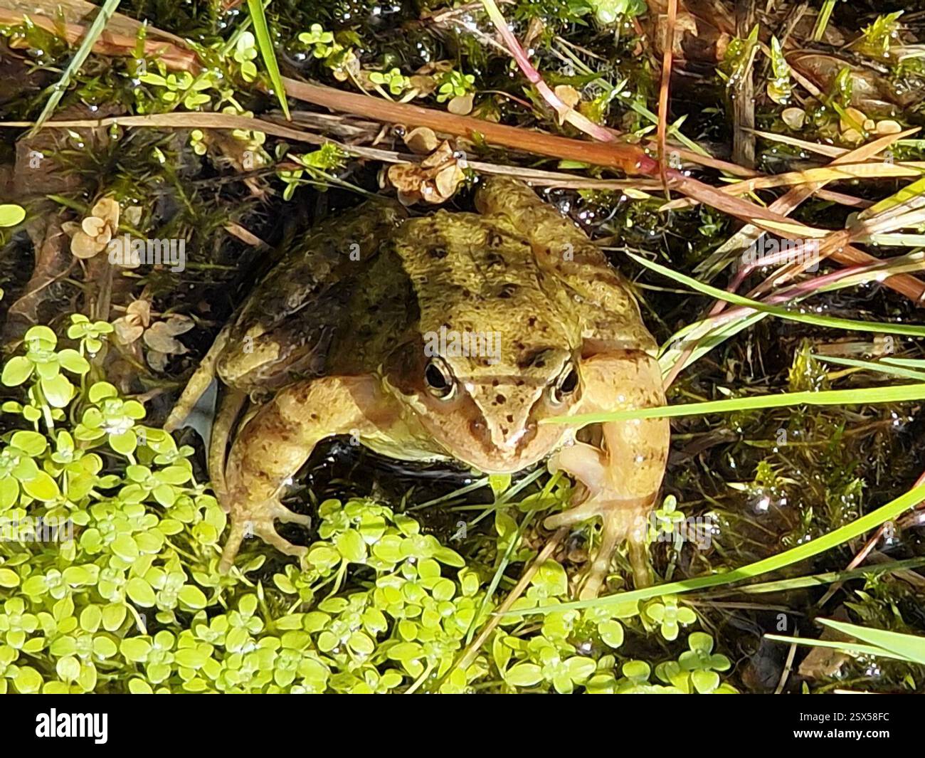 European Common Frog (Rana temporaria), Amphibia, St Catherines ...