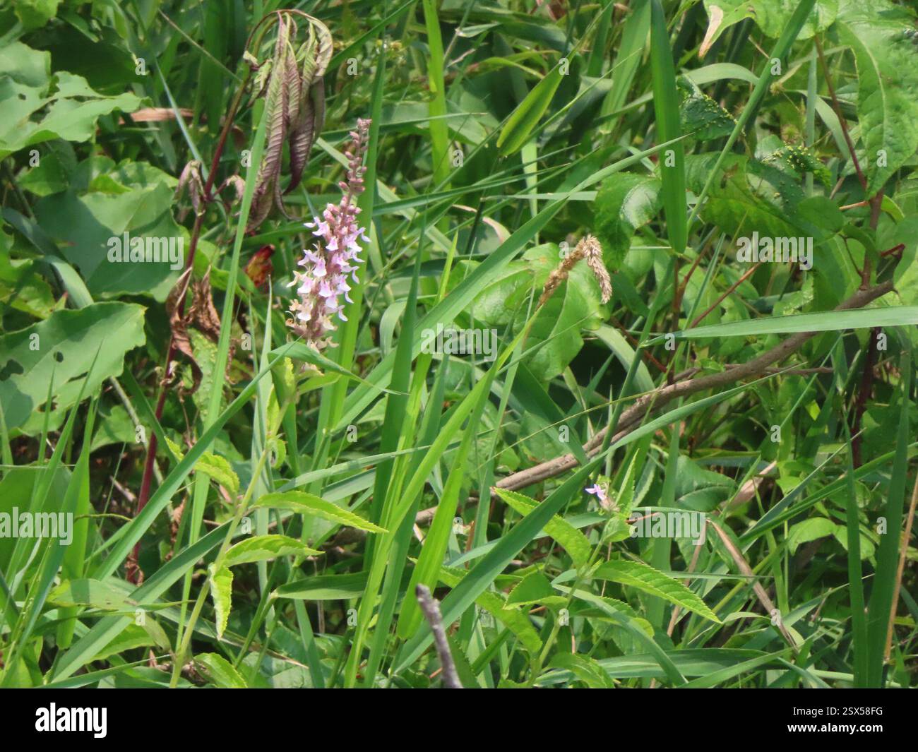 marsh hedge nettle (Stachys hispida), Plantae, Sauk County, WI, USA ...