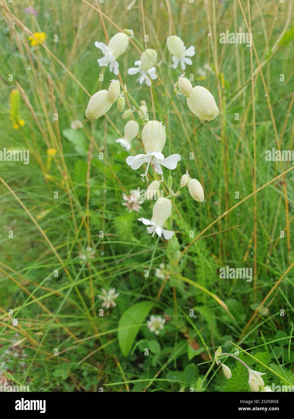 bladder campion (Silene vulgaris), Plantae, 141 61 Huddinge, Sverige ...