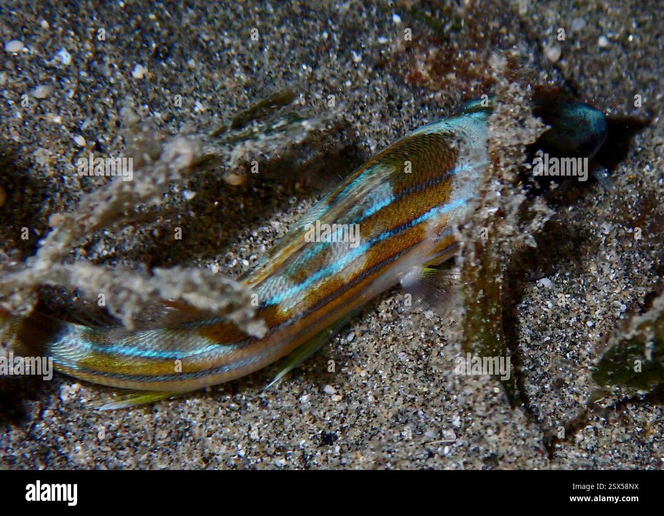 Bluestriped Snapper (Lutjanus kasmira), Actinopterygii, Dibab, Red Sea ...