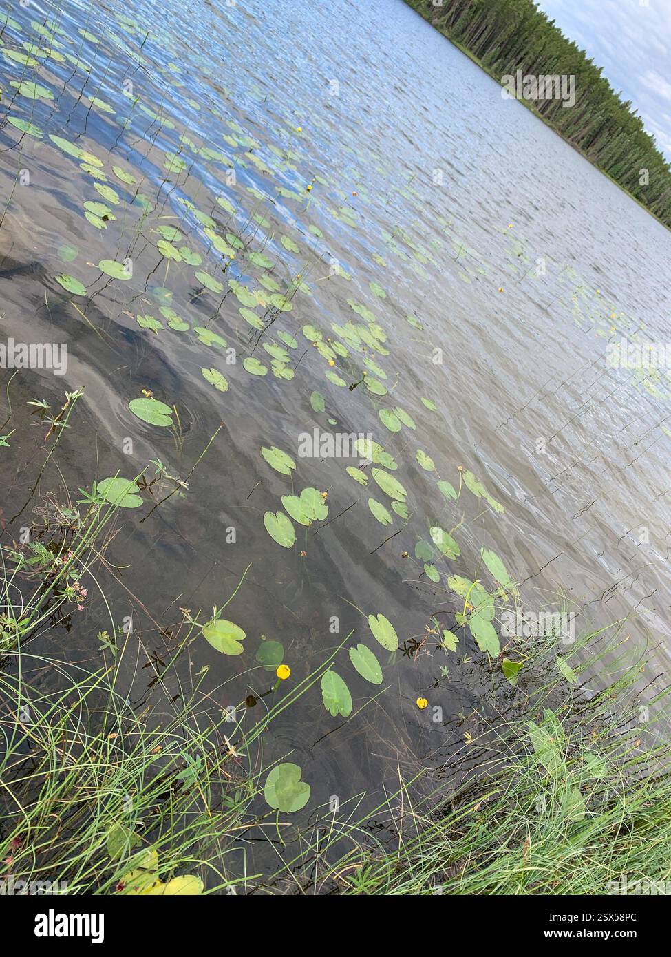 Variegated Yellow Pond-Lily (Nuphar variegata), Plantae, Crimson Lake ...