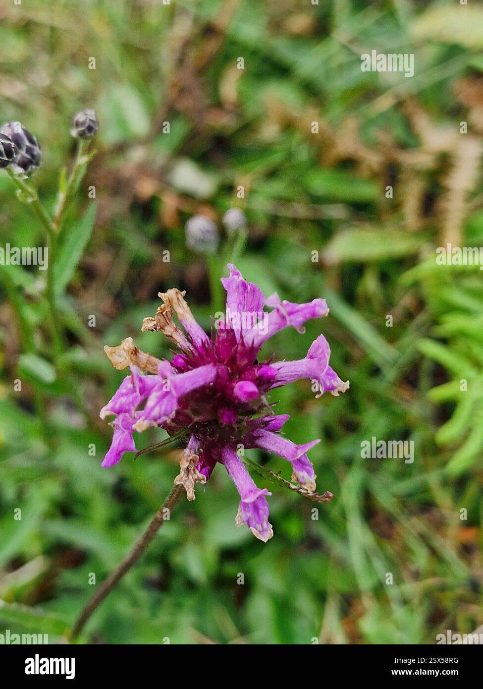 common hedge-nettle (Betonica officinalis), Plantae, Ditchling Common ...
