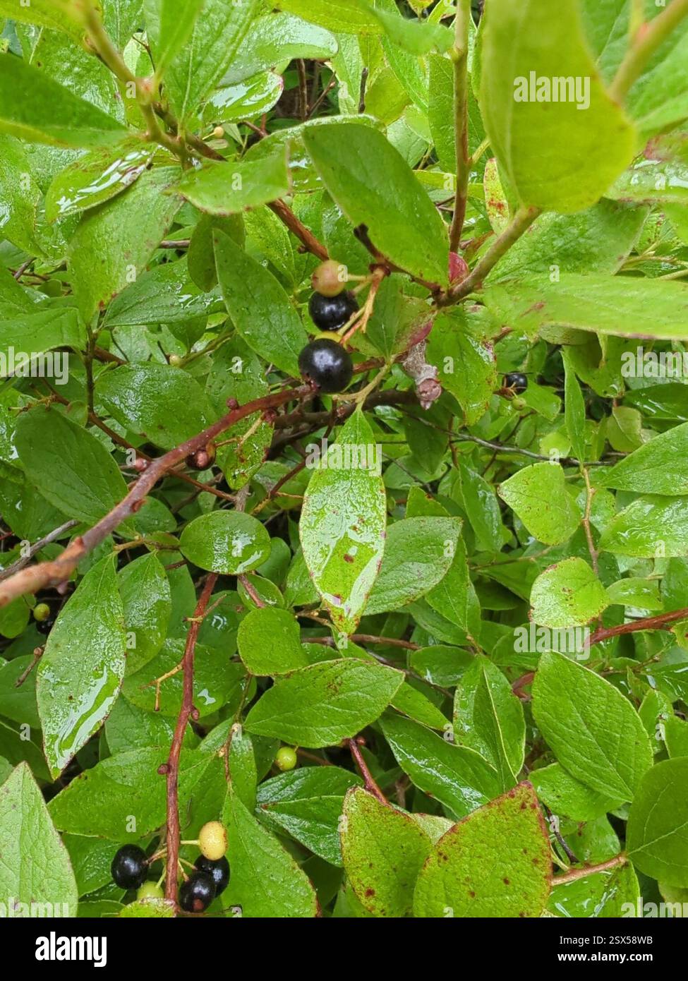 black huckleberry (Gaylussacia baccata), Plantae, Nantucket County, US ...