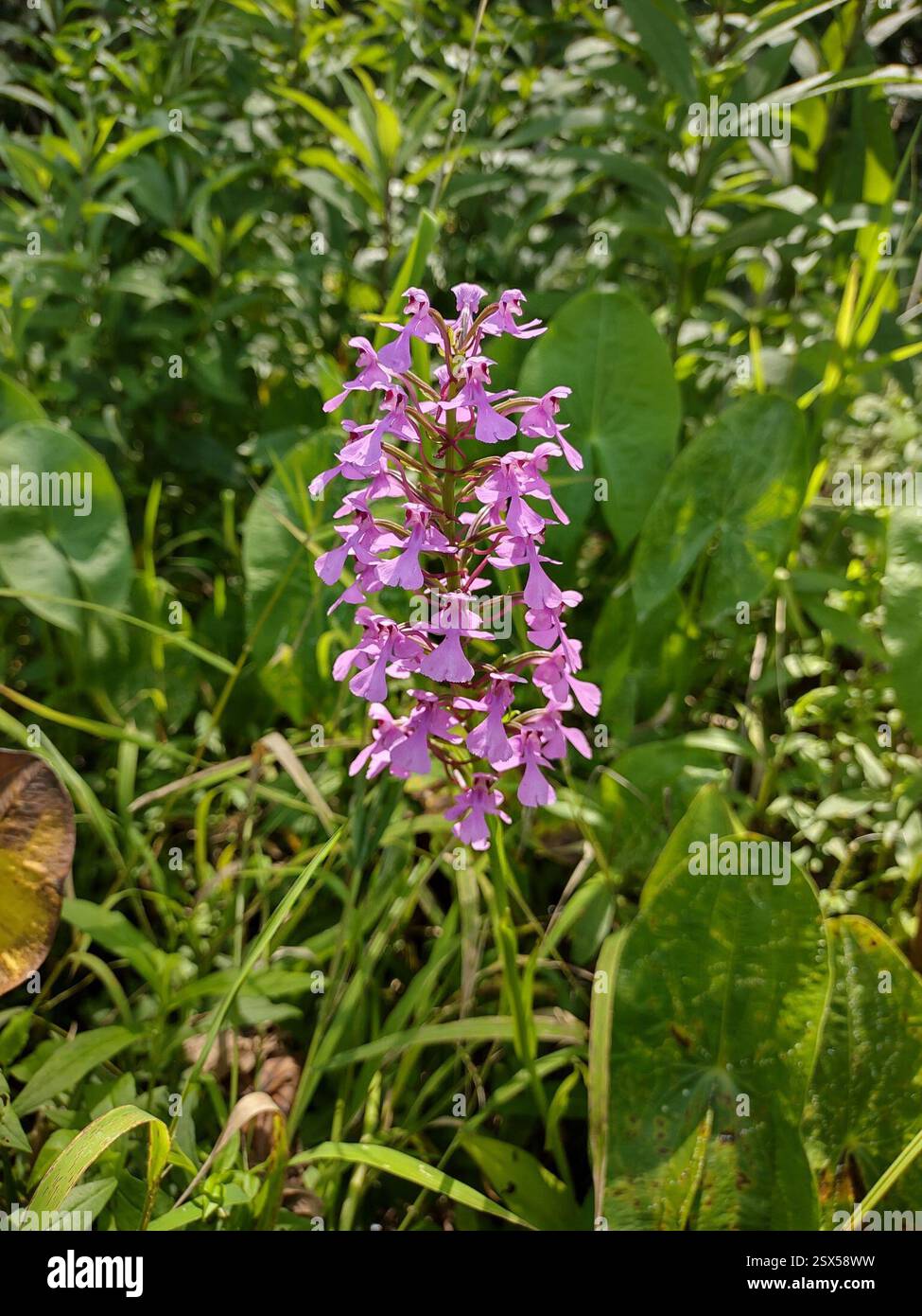 Purple Fringeless Orchid (Platanthera peramoena), Plantae, Virginia, US ...