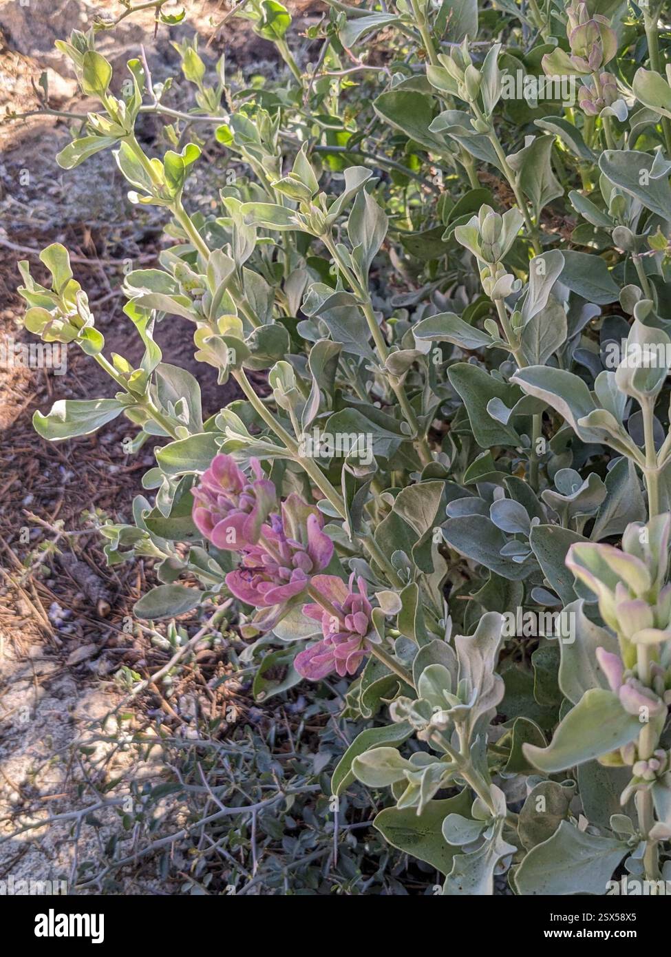 Rose Sage (Salvia pachyphylla), Plantae, Riverside County, CA, USA ...