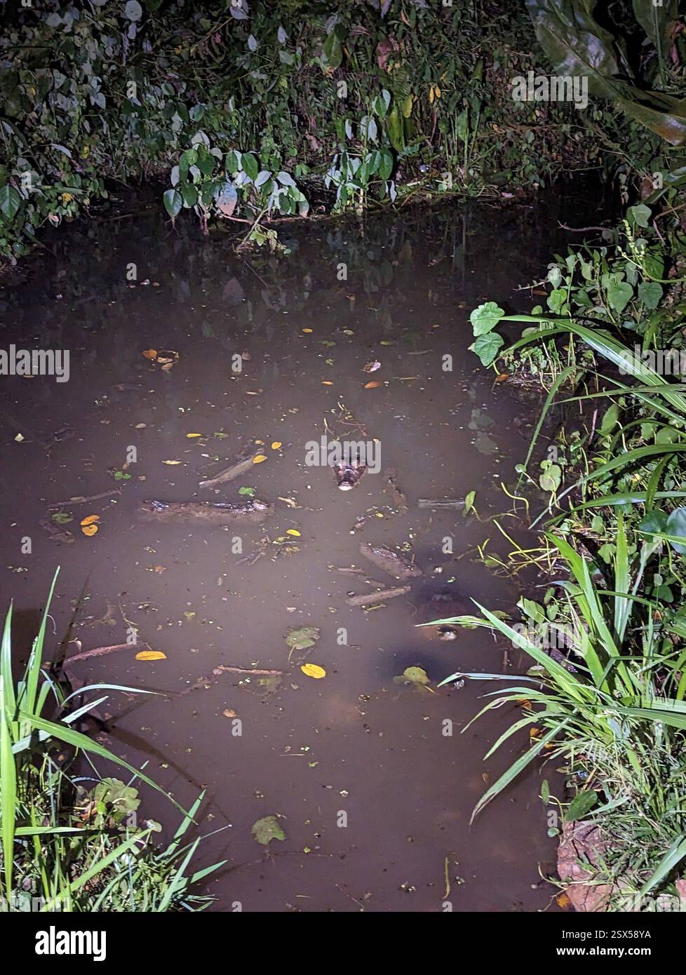 Spectacled Caiman (Caiman crocodilus), Reptilia, 4883+H9Q, Gamboa ...
