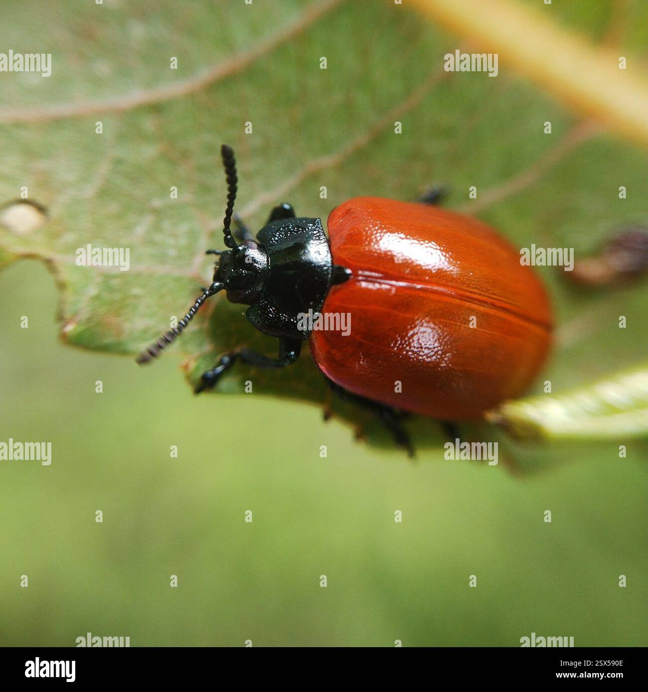 (Chrysomela), Insecta, Kosanin dol, Pancharevo, Bulgaria, On Salix sp ...