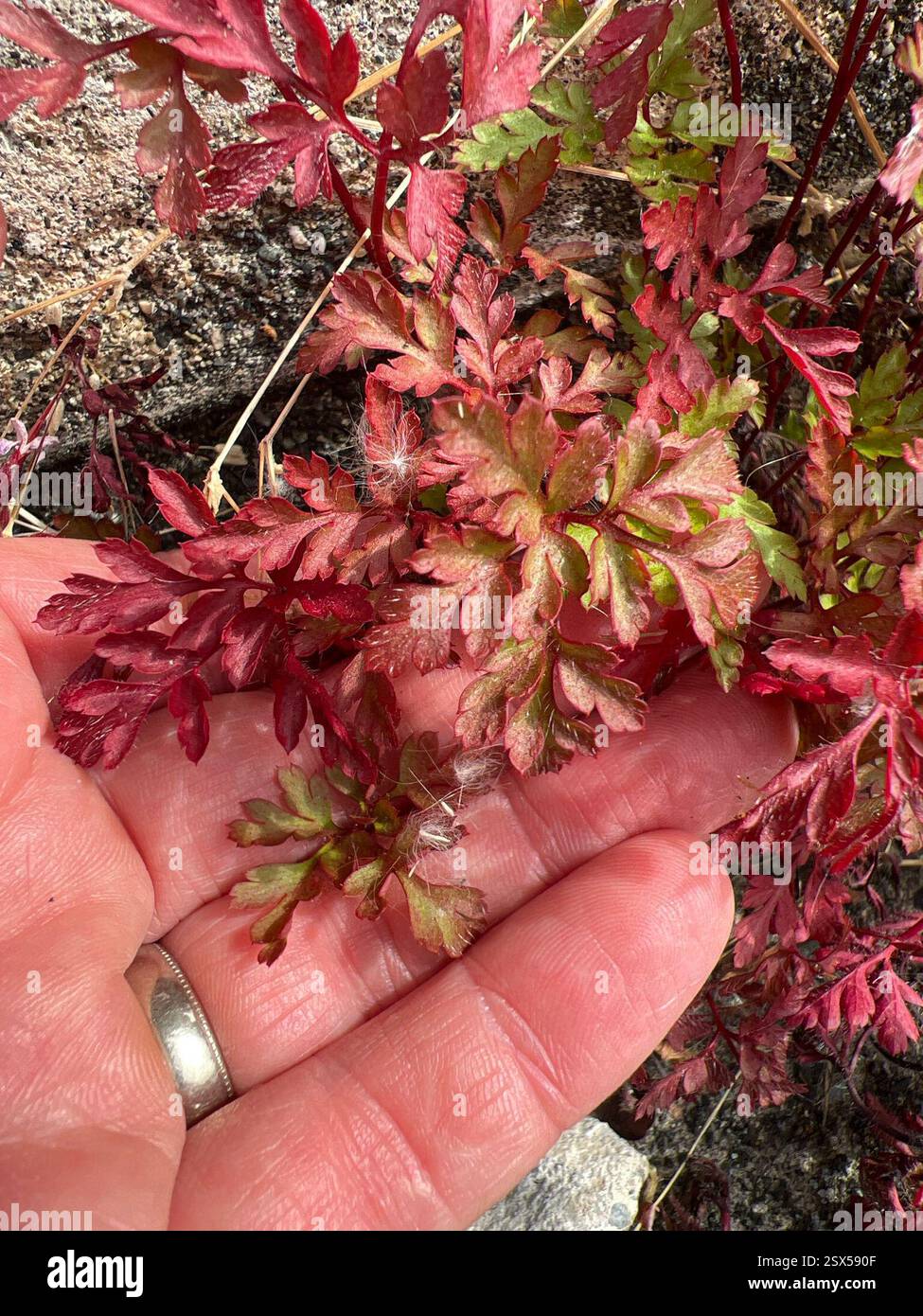 geraniums and cranesbills (Geranium), Plantae, Victoria Ave, White Rock ...