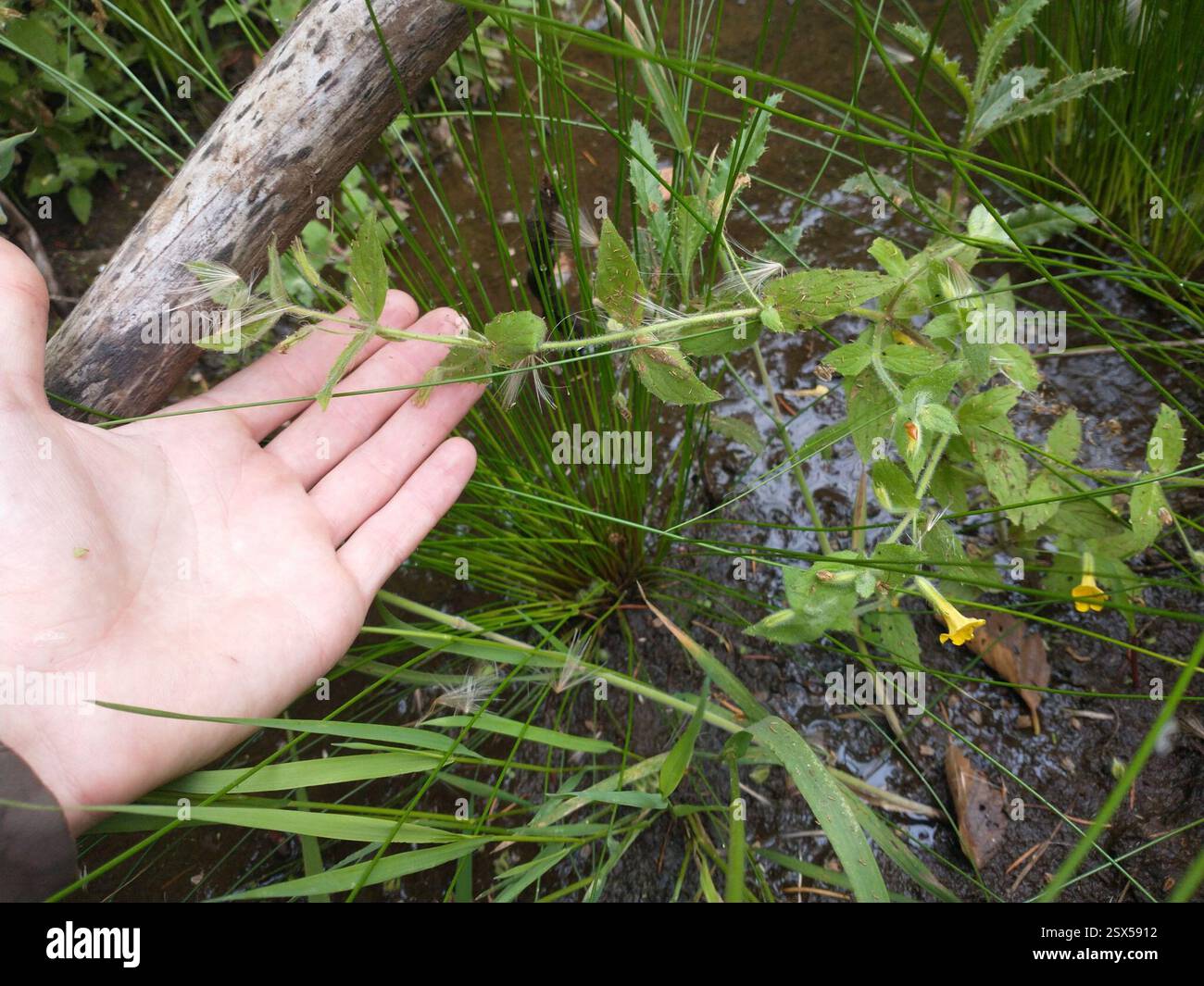 wing-leaf monkeyflower (Erythranthe ptilota), Plantae, Willamina, OR ...