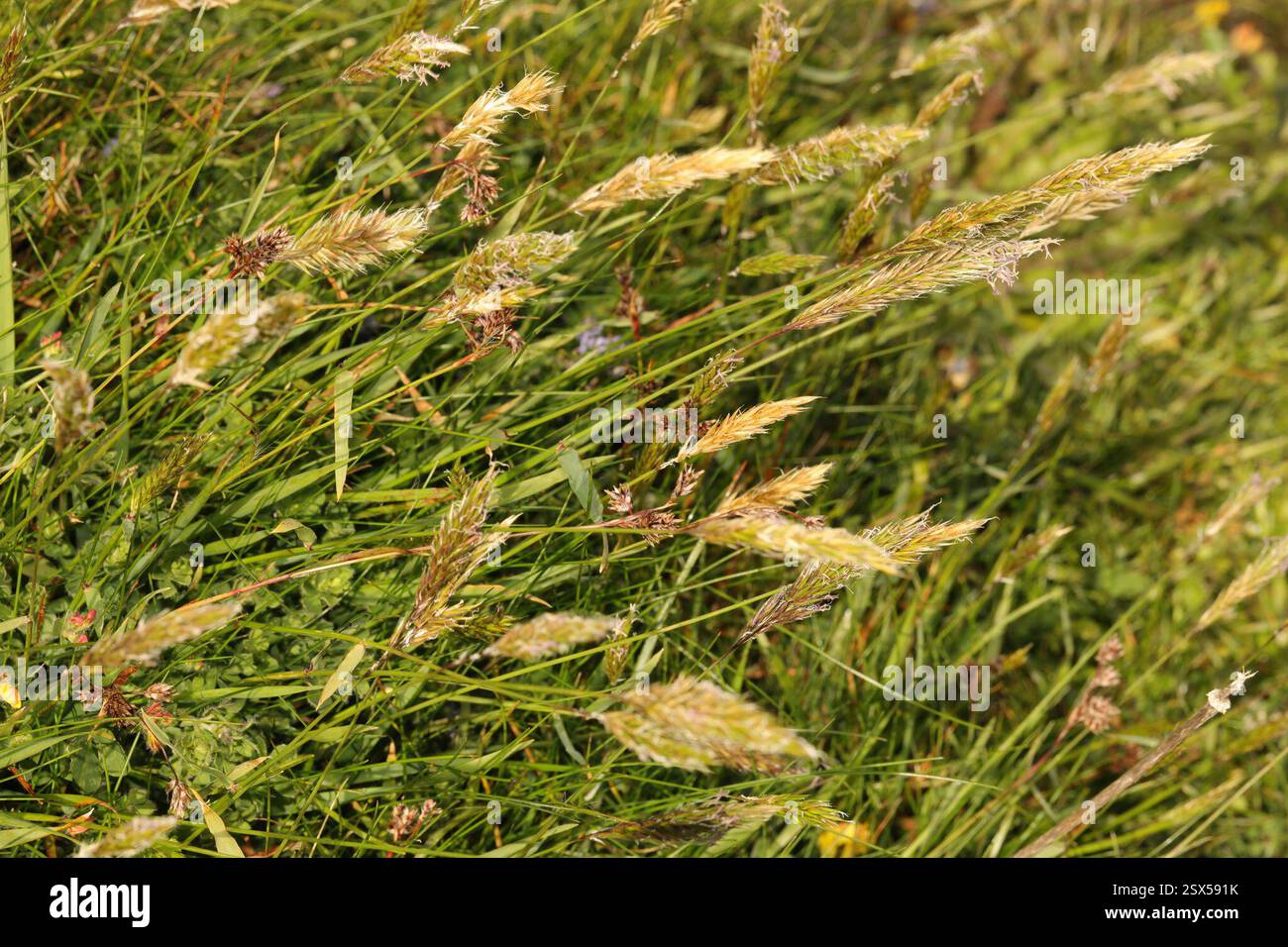 sweet vernal grass (Anthoxanthum odoratum), Plantae, Cemlyn Bay, Cemlyn, Anglesey, North Wales ...