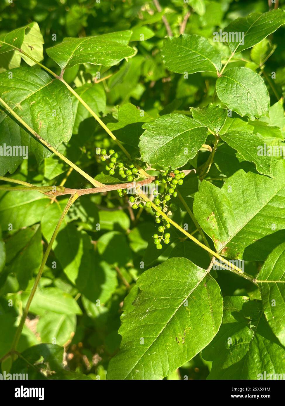 eastern poison ivy (Toxicodendron radicans), Plantae, E Chauncey St ...