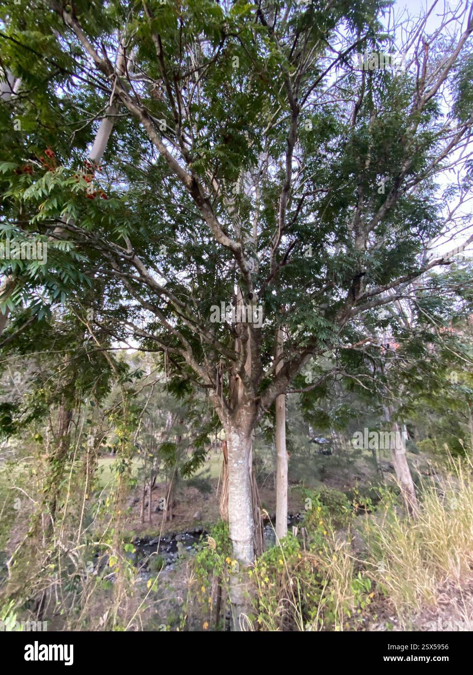 Fern Top (Jagera pseudorhus), Plantae, Beaudesert - Pt C, AU-QL, AU ...