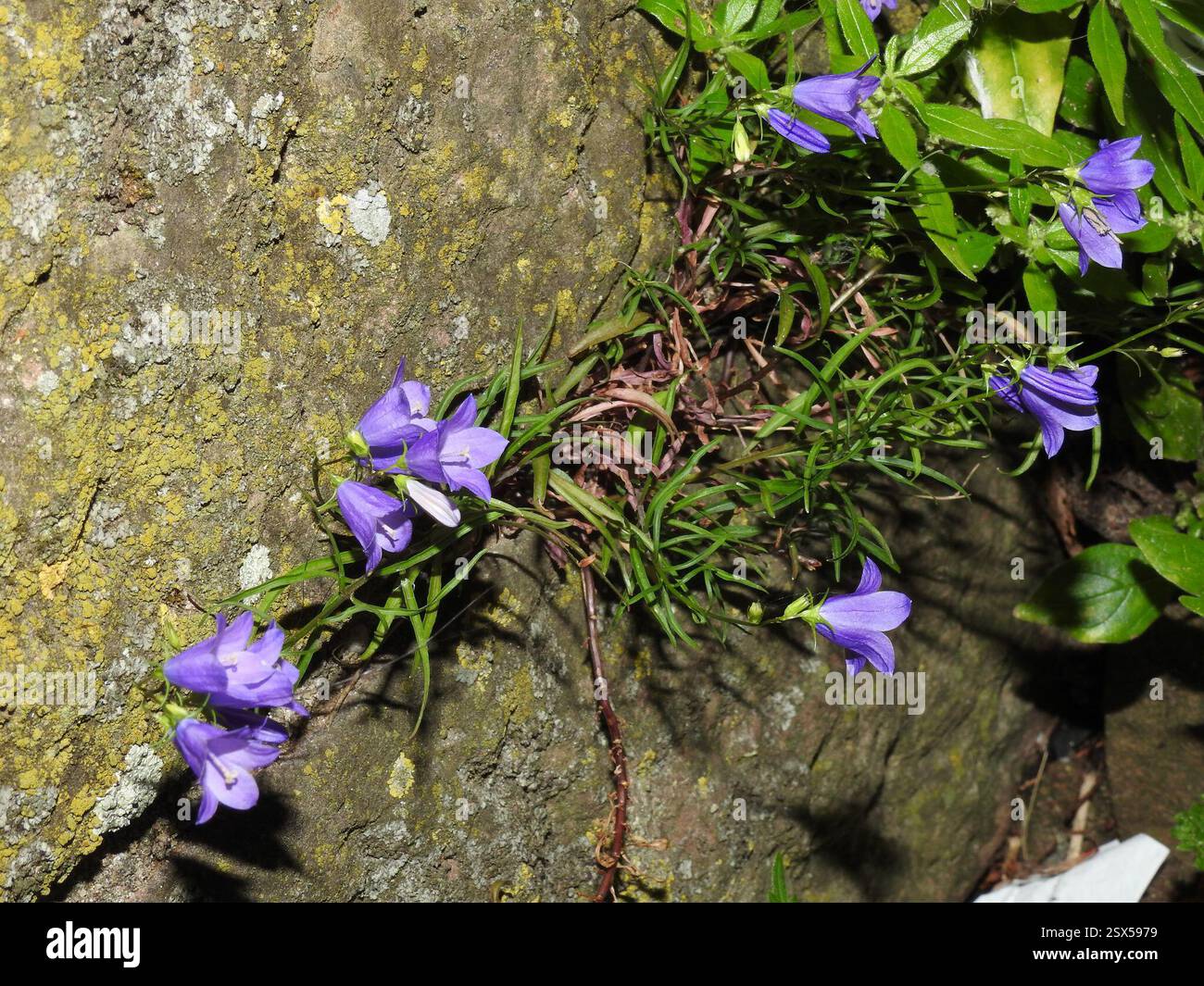 Common Harebell (Campanula rotundifolia), Plantae, Heidelberger ...