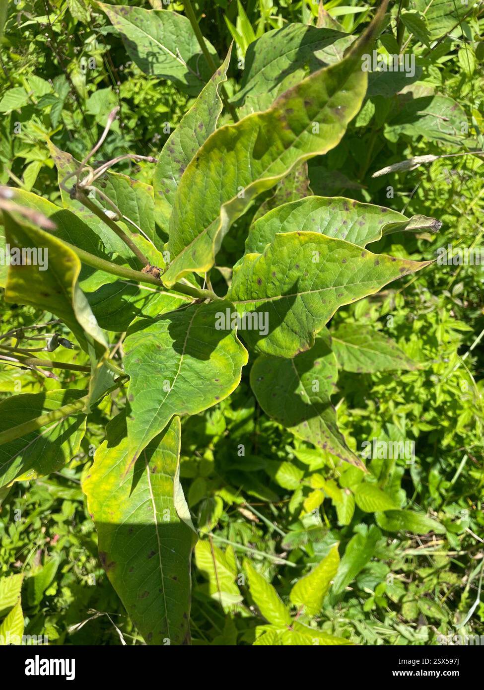 poke milkweed (Asclepias exaltata), Plantae, Pisgah National Forest ...