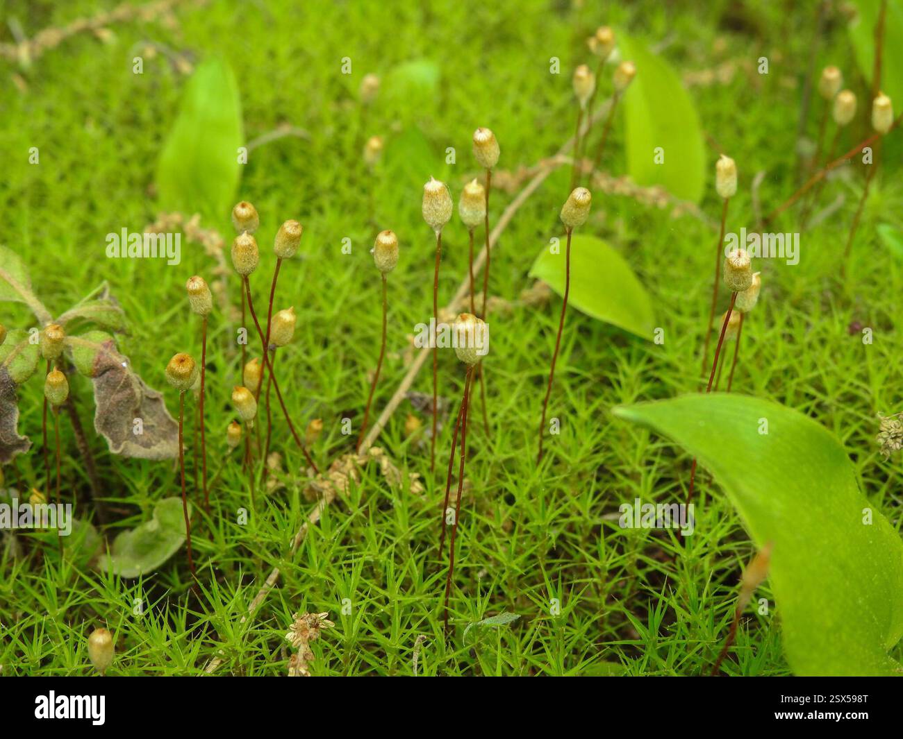 Common Haircap Moss (Polytrichum commune), Plantae, Westborough, MA ...