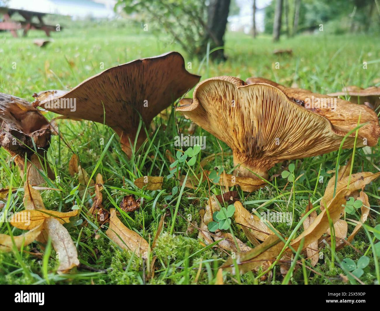 Brown Roll-Rim (Paxillus involutus), Fungi, Manchester M14 6HE, UK ...