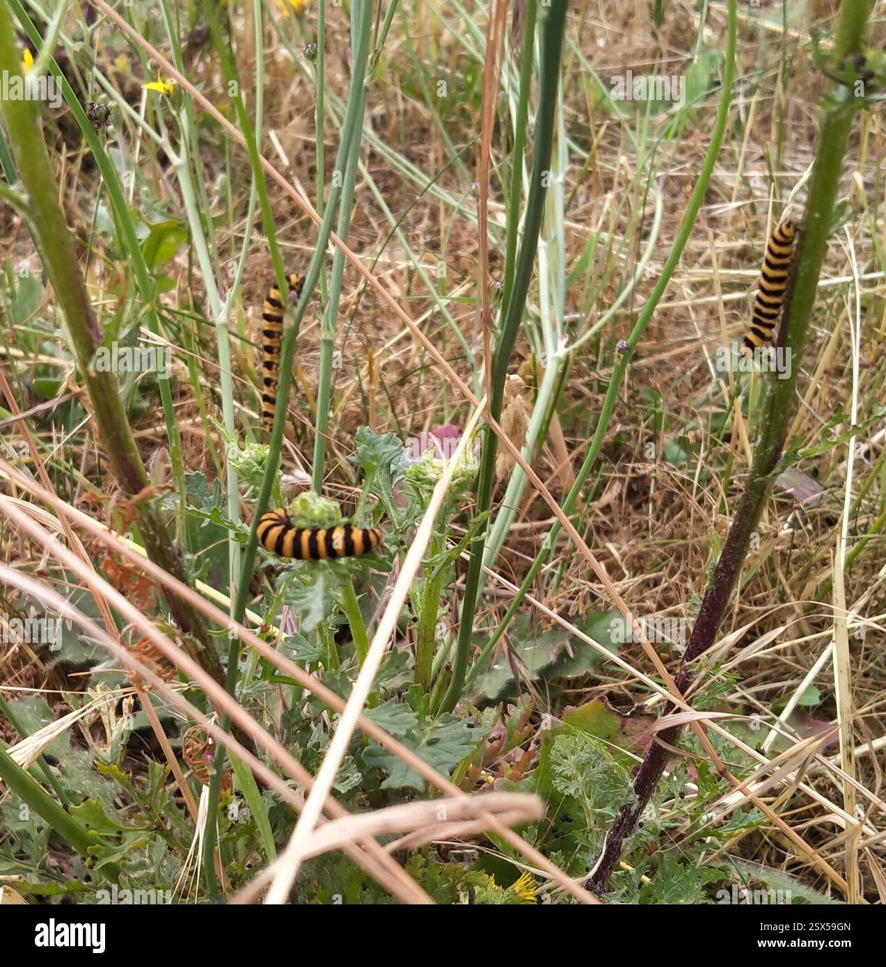 Cinnabar moth (Tyria jacobaeae), Insecta, Trowbridge BA14, UK, 8 ...