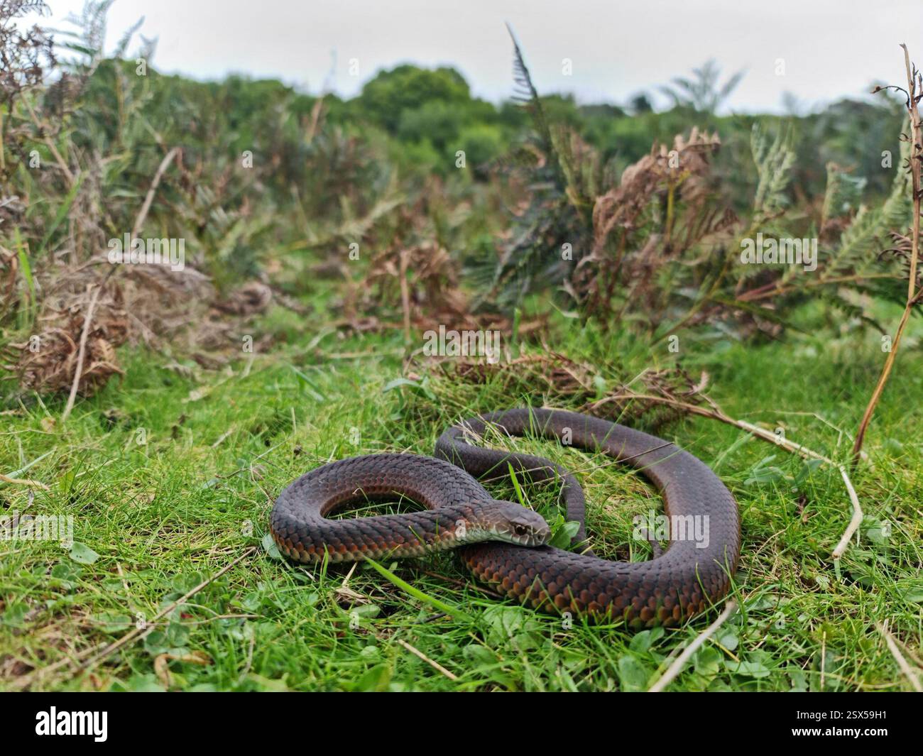 Lowlands Copperhead (Austrelaps superbus), Reptilia, Australia Stock ...