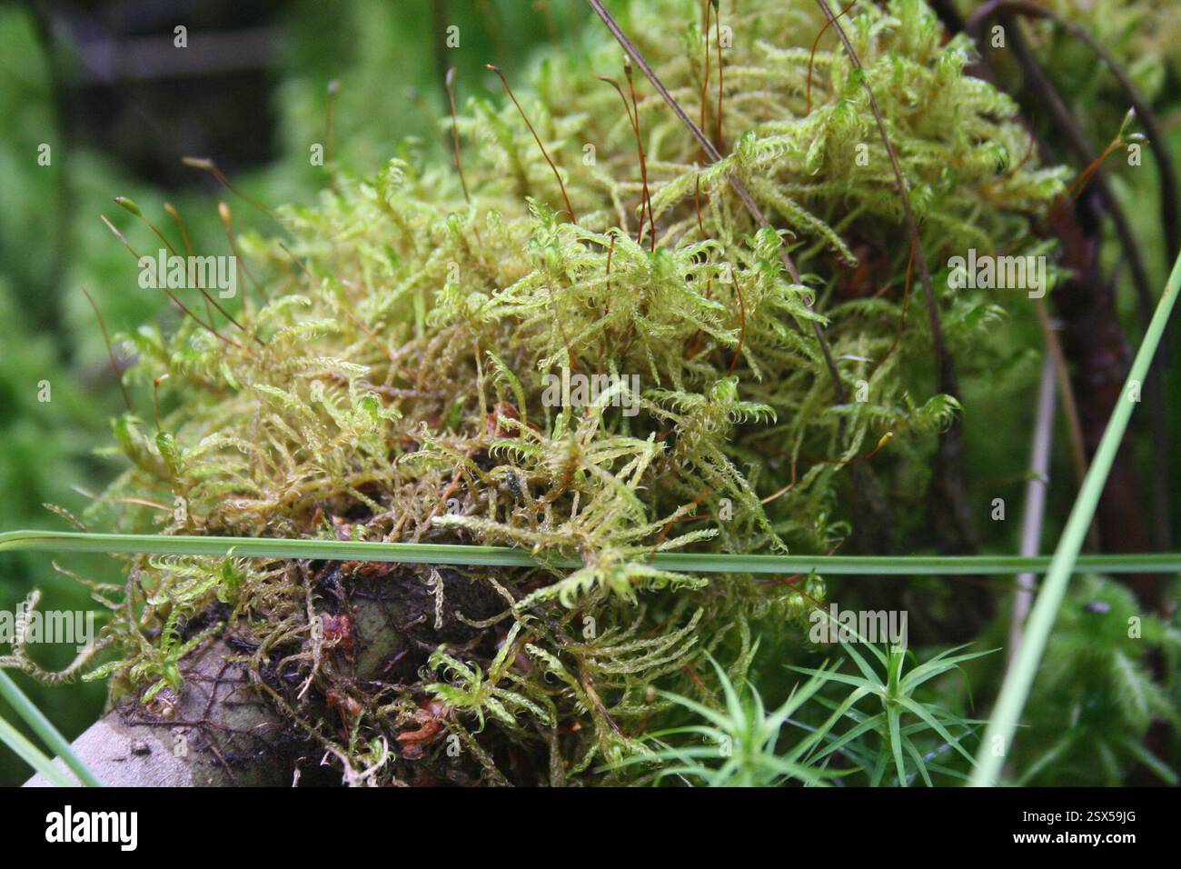 Sickle-leaved Hook-moss (Sanionia uncinata), Plantae, Dąbrowa, Gdynia ...