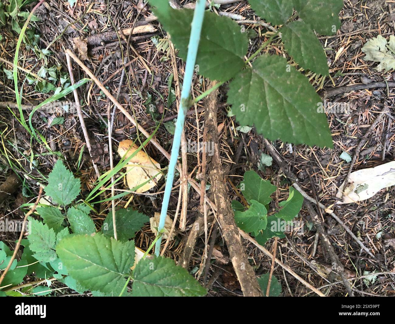 trailing blackberry (Rubus ursinus), Plantae, William Head Rd ...