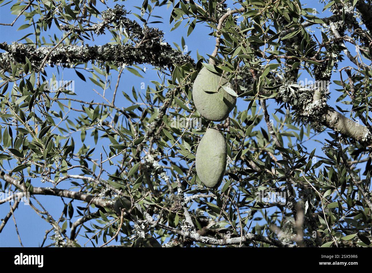 Common White Quebracho (Aspidosperma quebracho-blanco), Plantae, Las ...