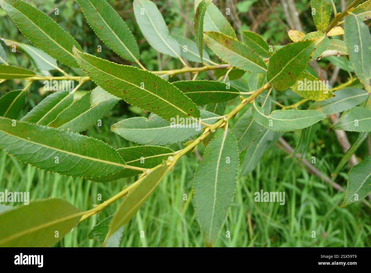 Almond Willow (Salix triandra), Plantae, Иссинский р-н, Пензенская обл ...