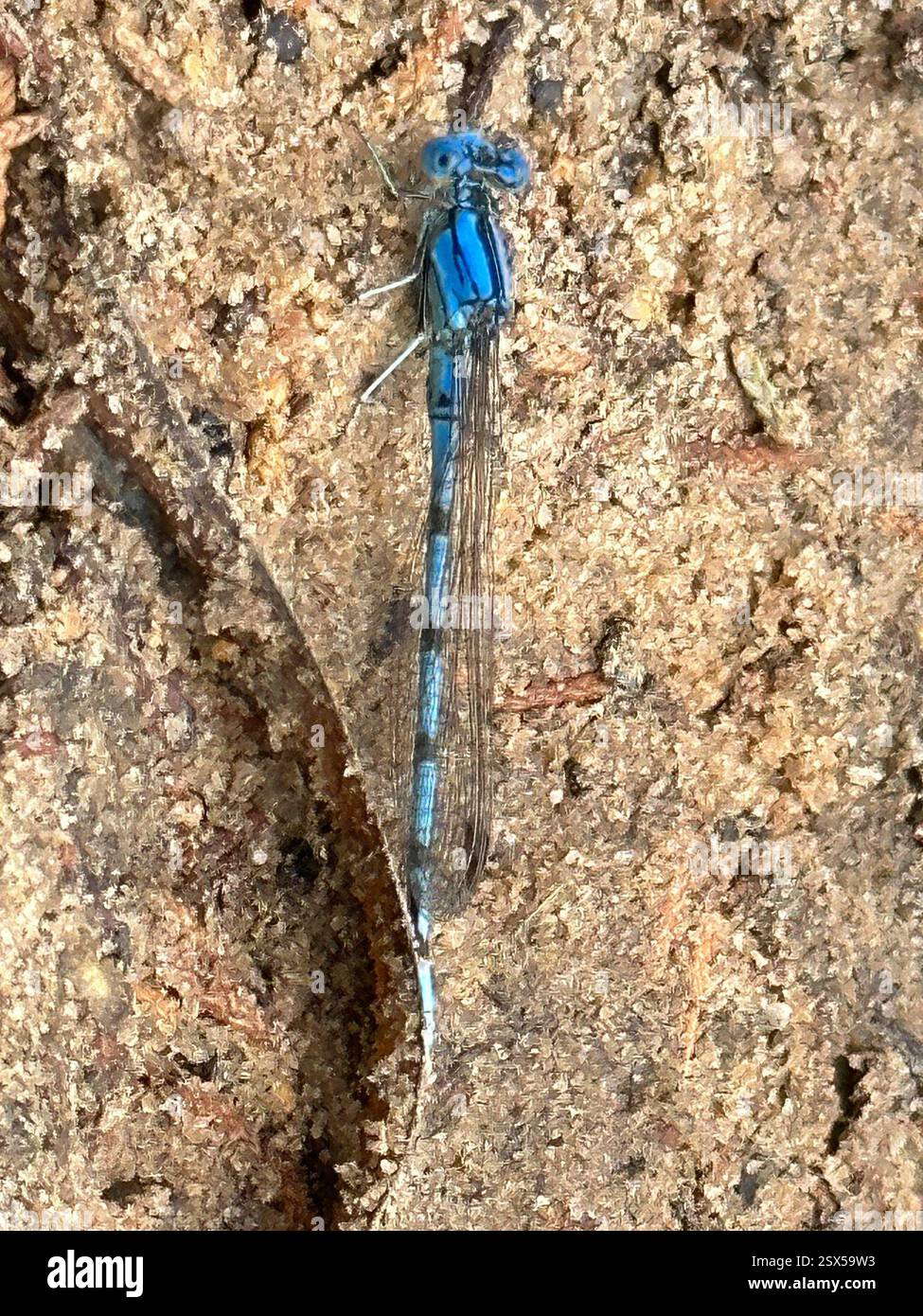 Aztec Dancer (Argia nahuana), Insecta, Boiling Springs State Park ...