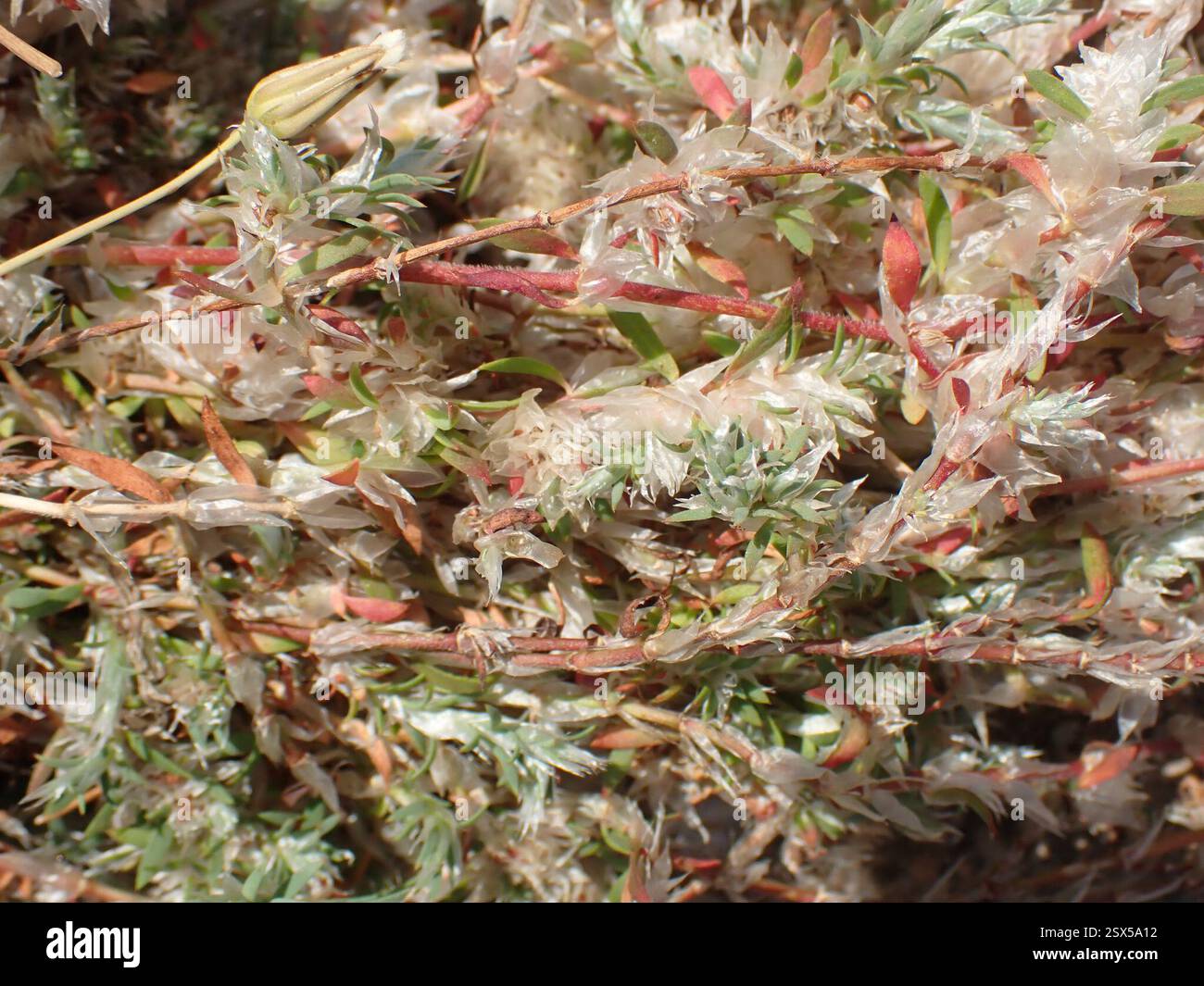 Algerian Tea (Paronychia argentea), Plantae, Leucate, France Stock ...