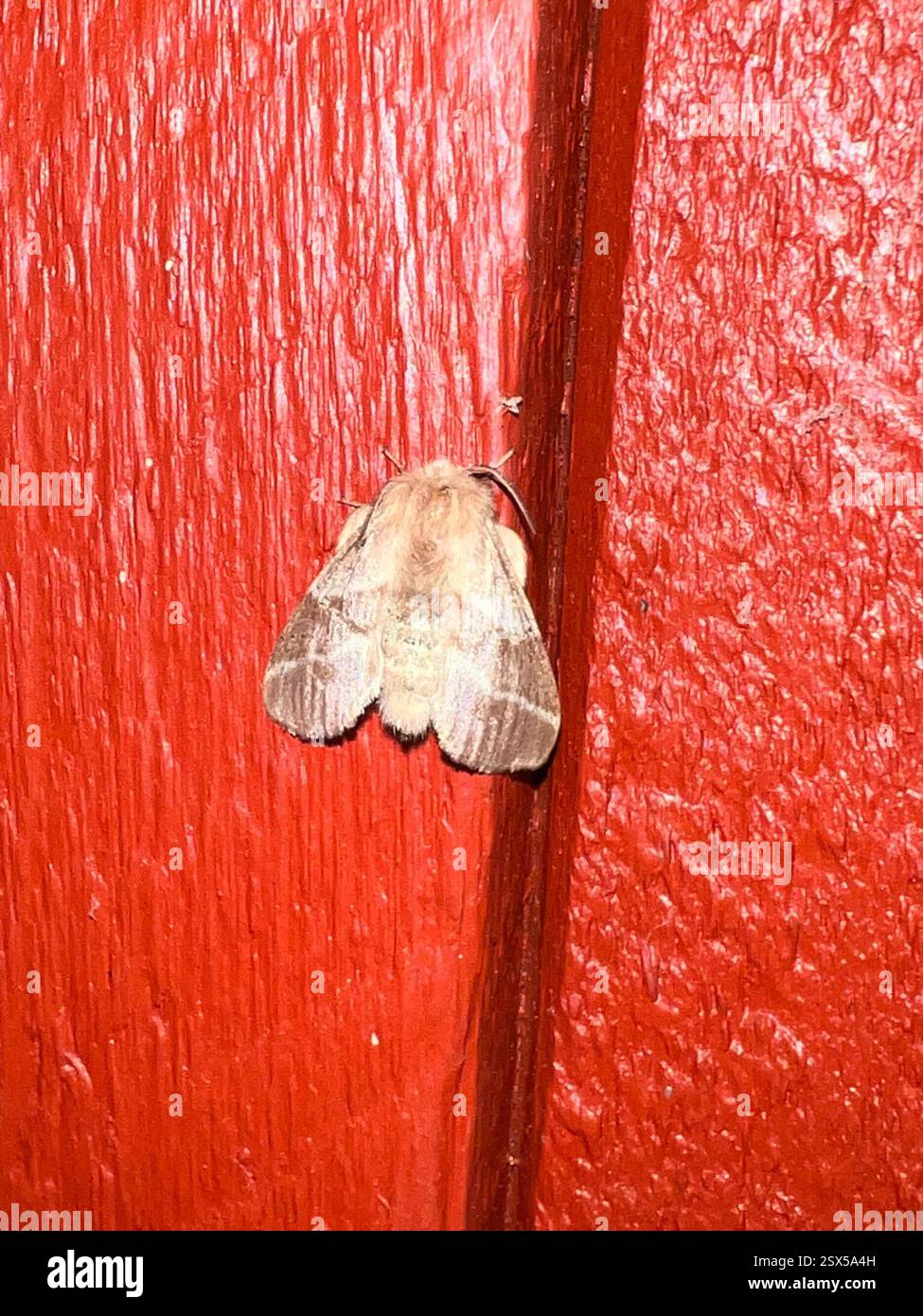 Eastern Tent Caterpillar Moth (Malacosoma americana), Insecta, The ...