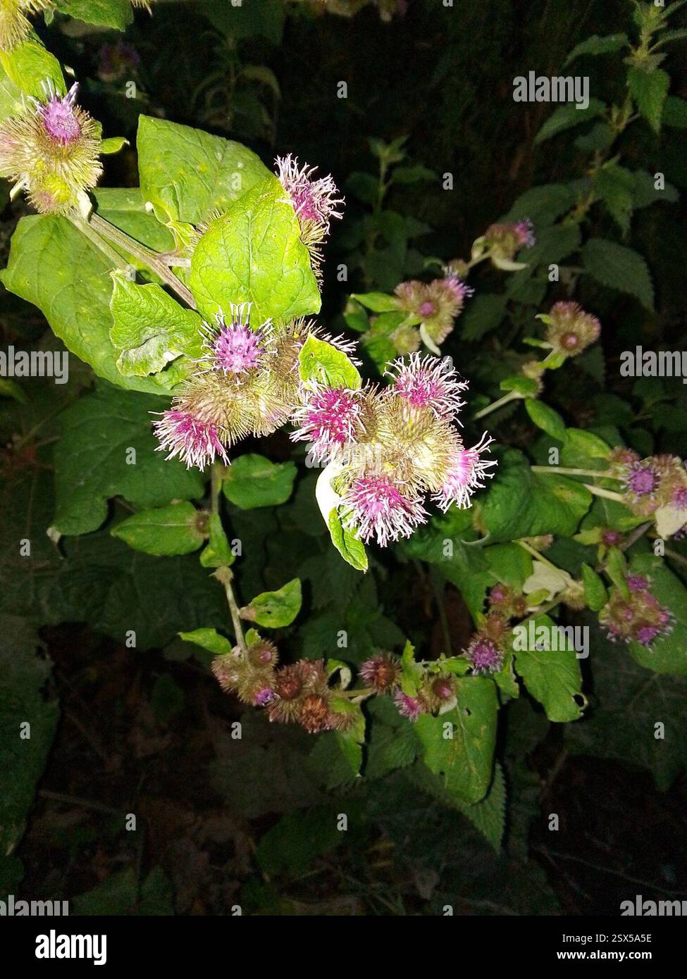 lesser burdock (Arctium minus), Plantae, Hall Lane, Longton, Preston ...
