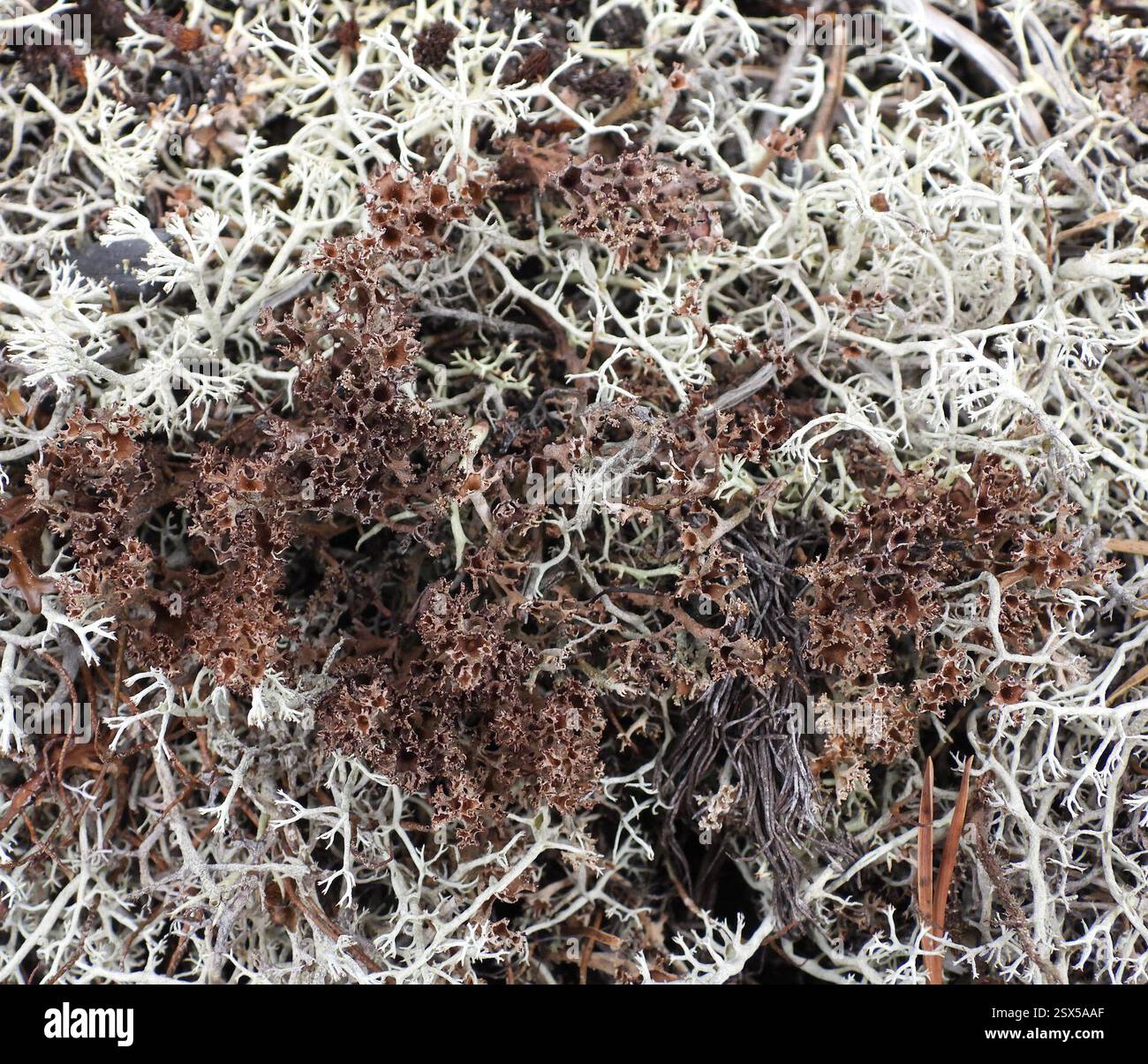 Greater Organ-pipe Lichen (Cladonia crispata crispata), Fungi, Loimaa ...