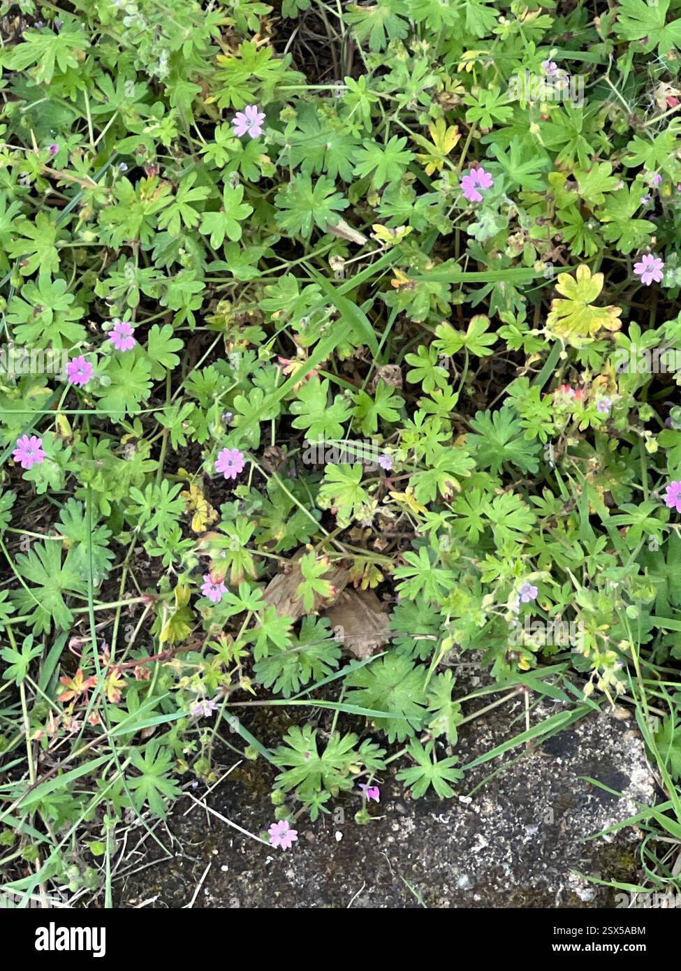 Dove's-foot crane's-bill (Geranium molle), Plantae, Suffolk, England ...