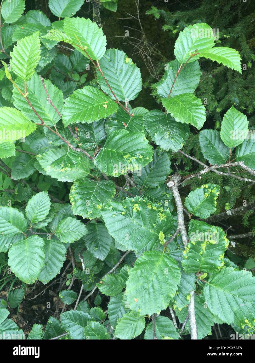 green alder (Alnus alnobetula), Plantae, Nugget Falls Trail, Juneau, AK ...
