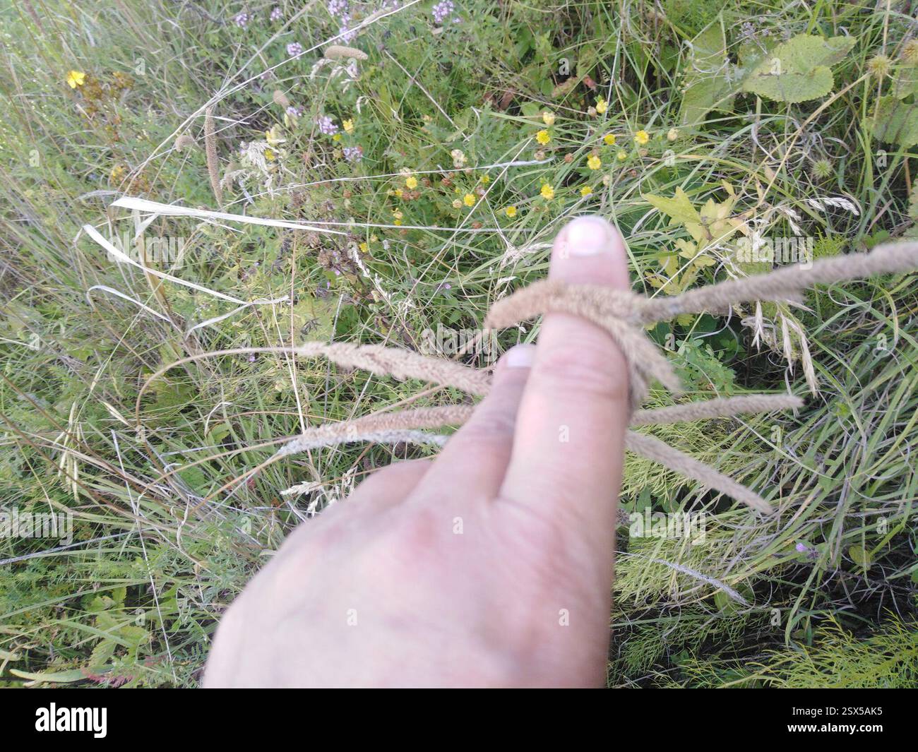 Purple-stem Cat's-tail (Phleum phleoides), Plantae, Лунинский р-н ...