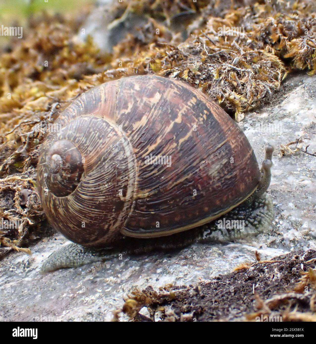 Garden Snail (Cornu aspersum), Mollusca, A837, Lairg, Scotland, GB ...