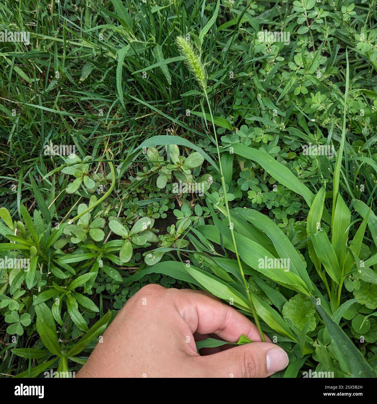 Green Bristle Grass (Setaria viridis), Plantae, South Central Omaha ...