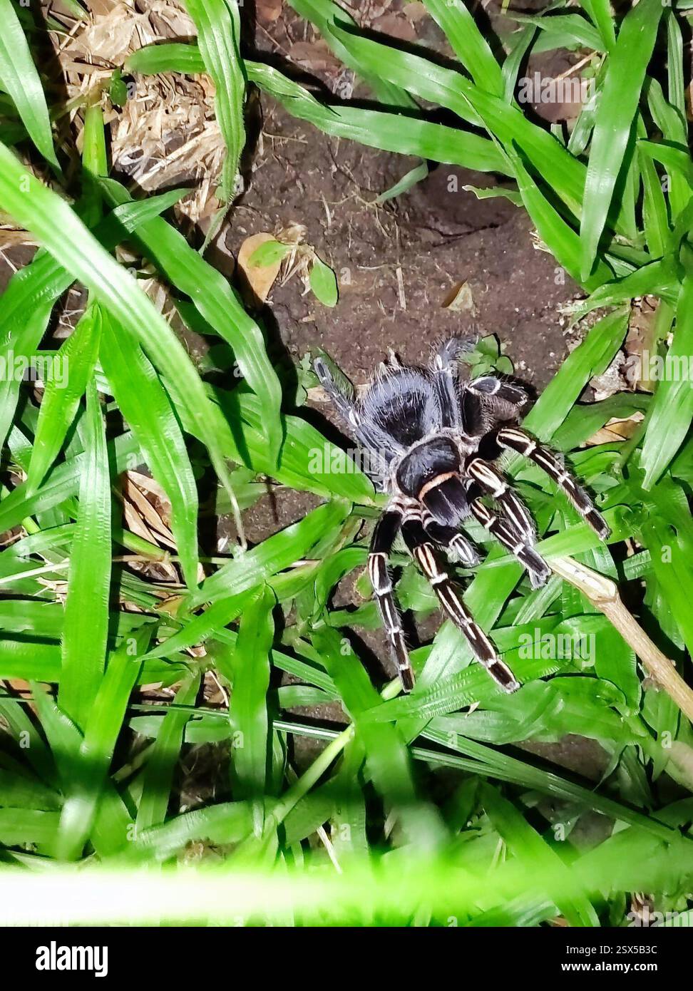 Costa Rican Striped-knee Tarantula (Aphonopelma seemanni), Arachnida ...