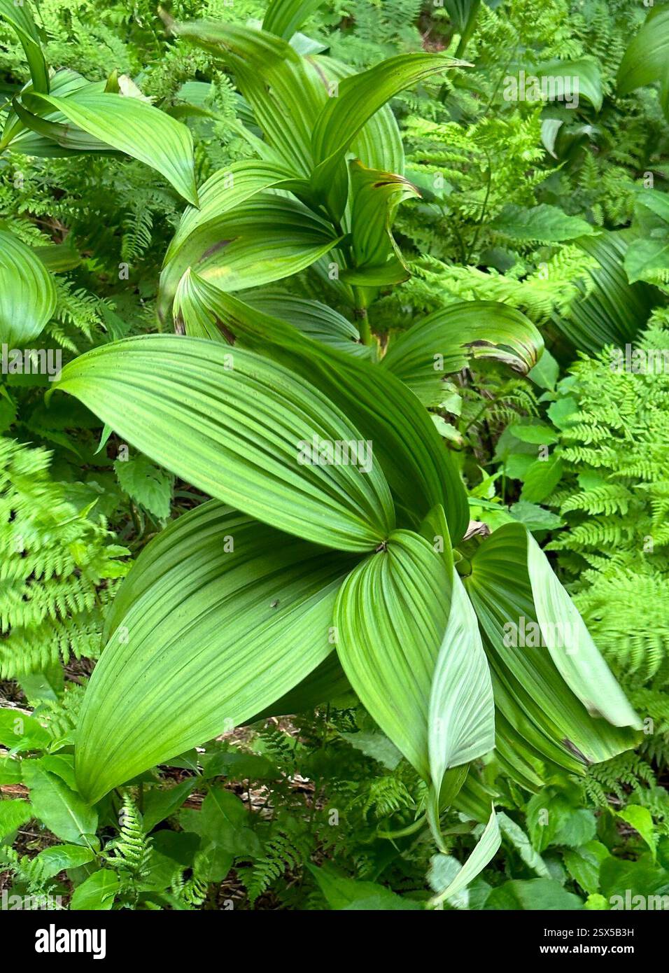 green false hellebore (Veratrum viride), Plantae, Mount Mitchell State ...