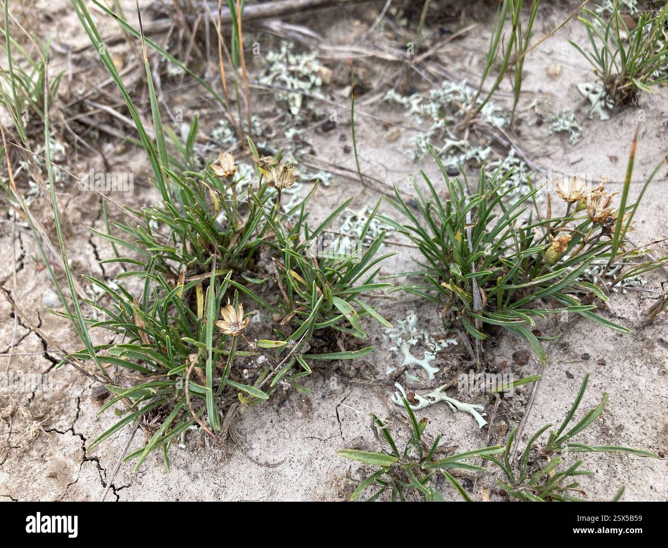 Branched False Goldenweed (Oonopsis multicaulis), Plantae, Hammond, MT ...