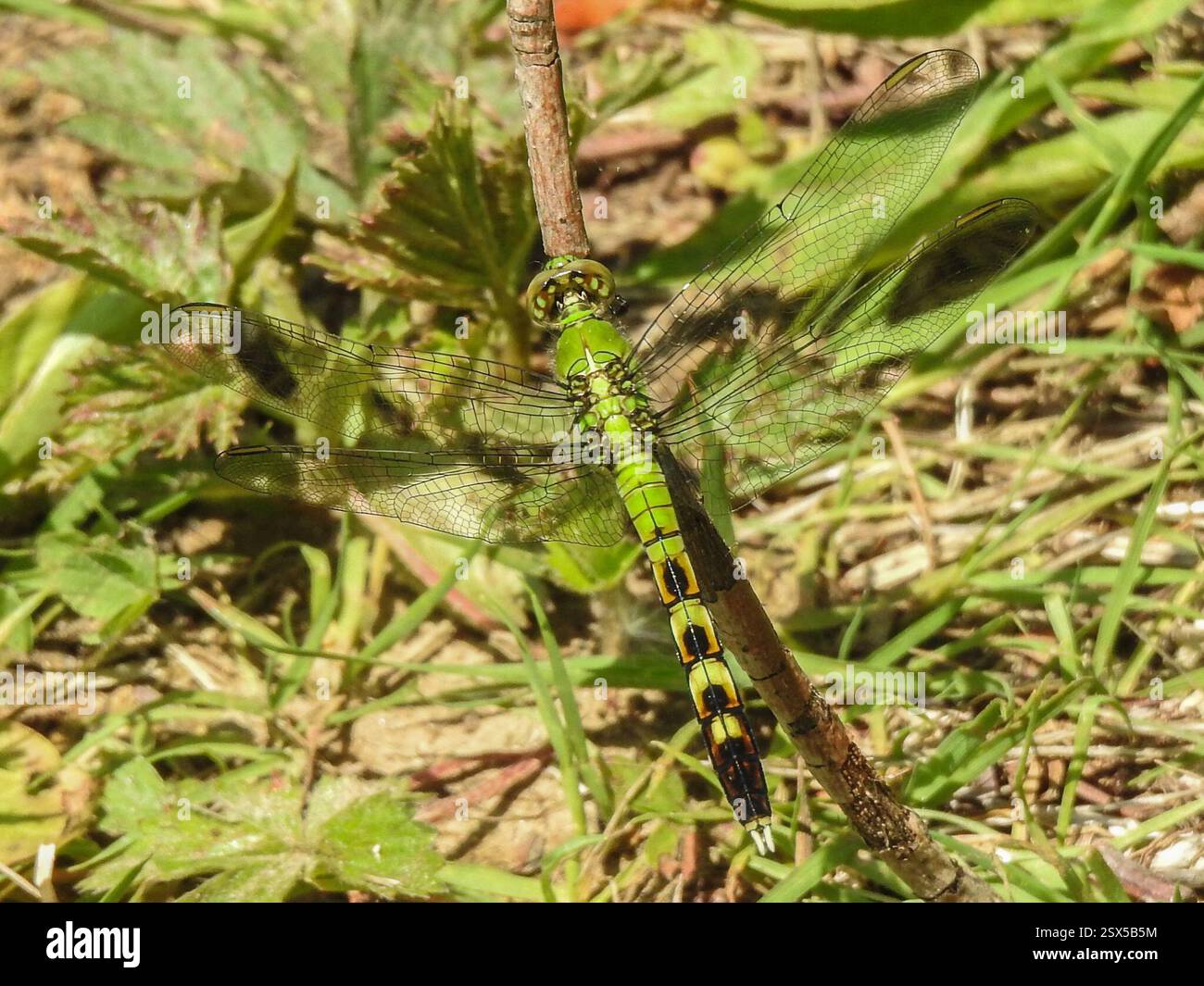 Eastern Pondhawk (Erythemis simplicicollis), Insecta, Westborough, MA ...