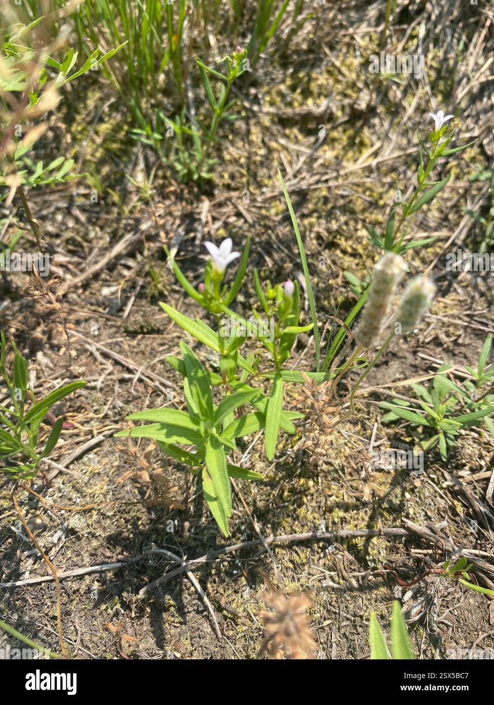 long-leaved bluets (Houstonia longifolia), Plantae, Morton, MN, US ...