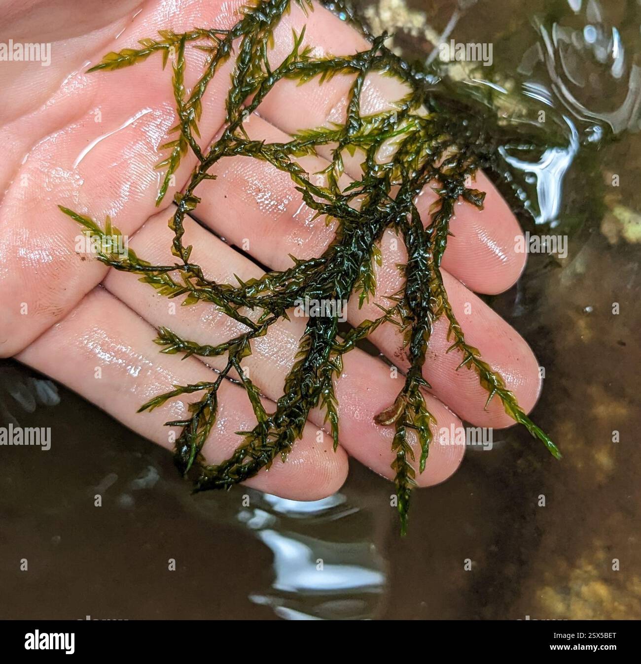 Streamside Leptodictyum Moss (Leptodictyum riparium), Plantae ...